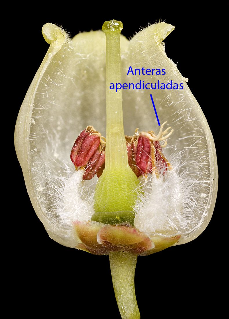 Sección Transversal De La Antera