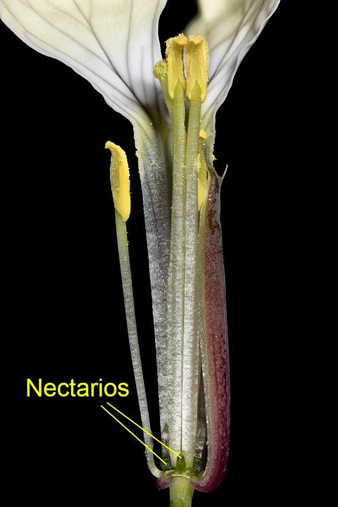 Tipos De Nectarios De Flores HS1406s/HS1421: El Maracuyá En Florida