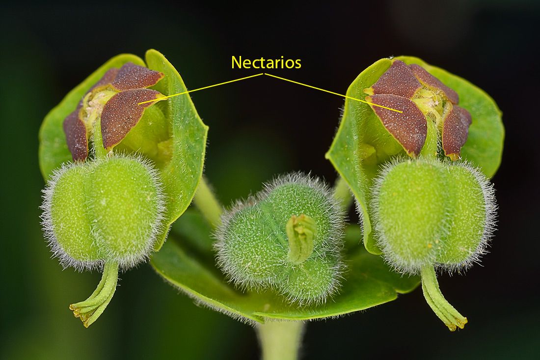 Tipos De Nectarios De Flores HS1406s/HS1421: El Maracuyá En Florida
