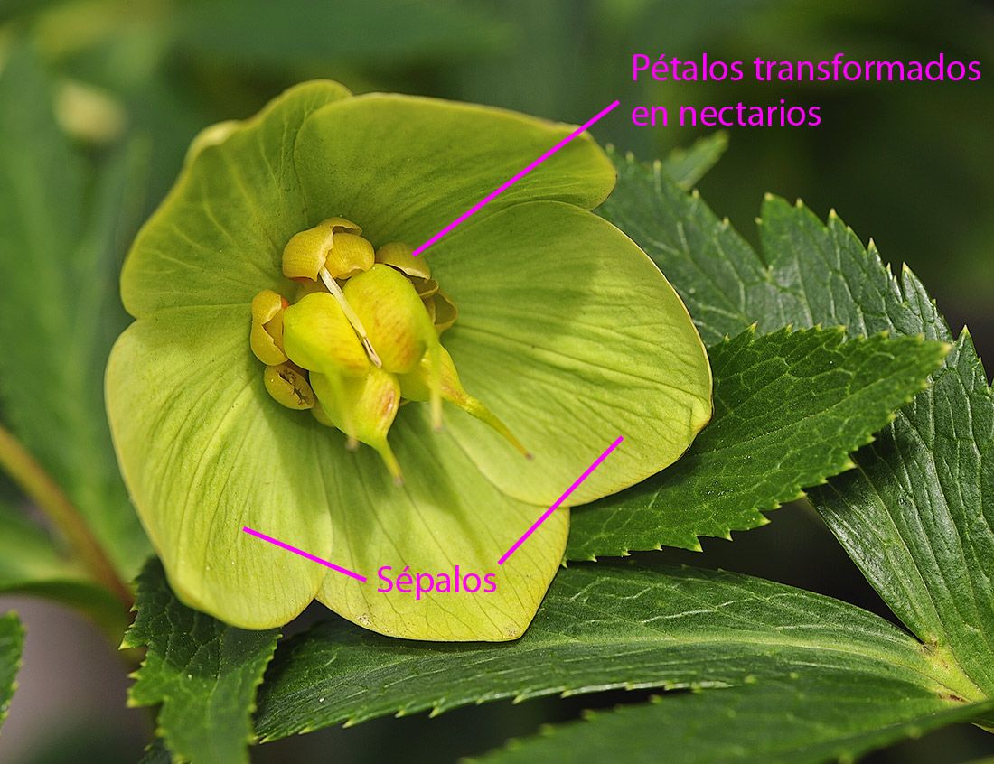 Tipos De Nectarios De Flores HS1406s/HS1421: El Maracuyá En Florida