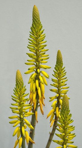 Racemo De Inflorescencia Pedicularis Racemosa Wikiwand